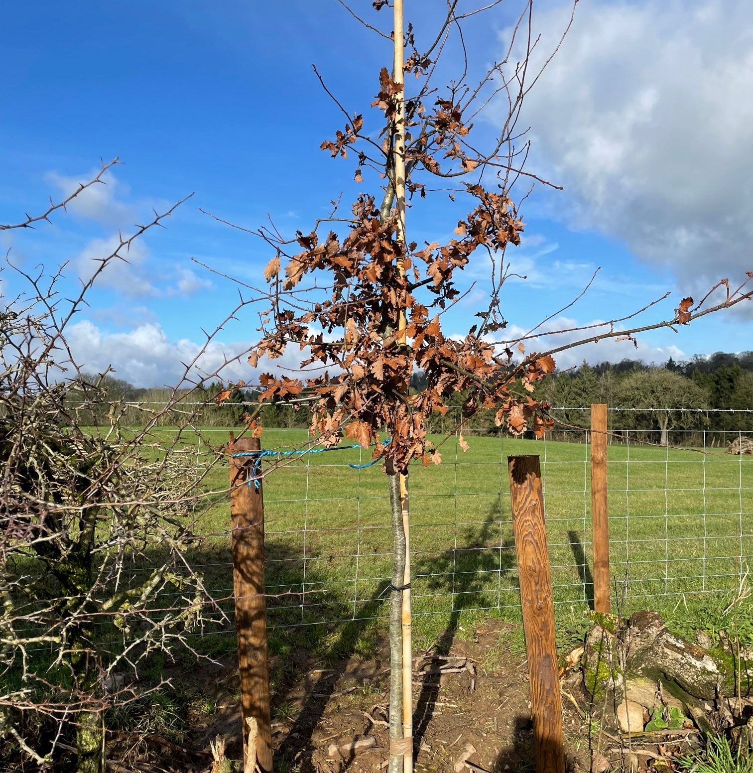 Spring Biodiversity Boost | ELM Associates