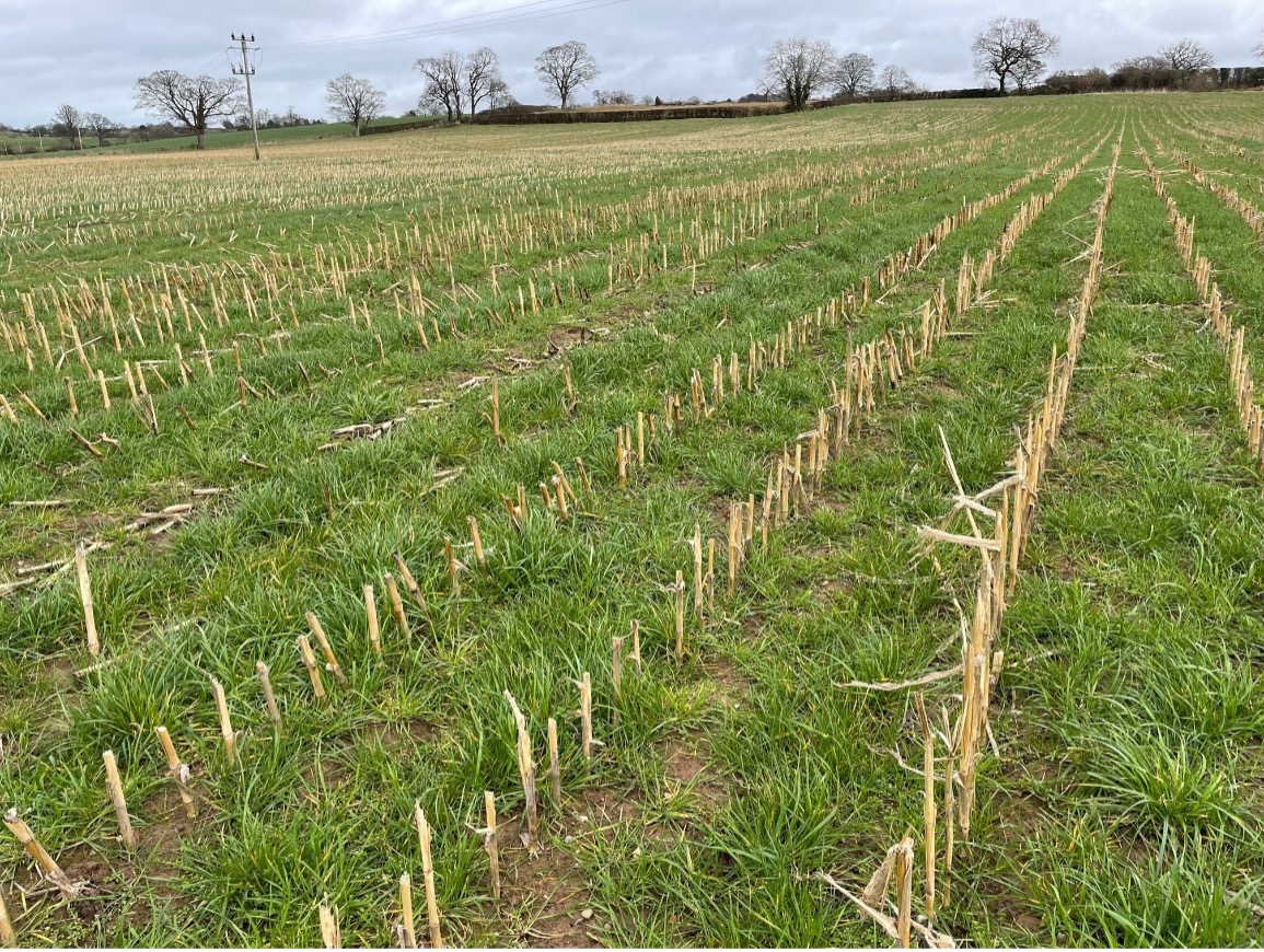 Maize Cover Crops | ELM Associates