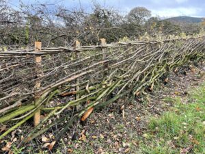 Carrying out your Hedgerow Assessment – How and Why ? | ELM Associates